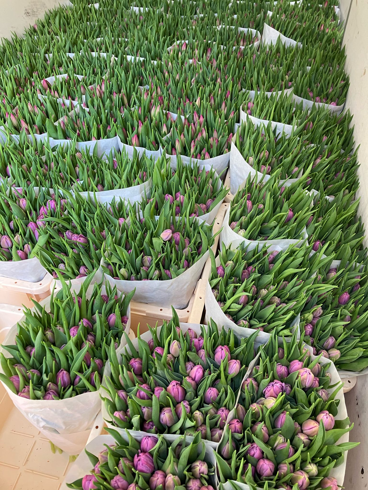 Tulpenverkoop voor St. Rescue Mother and Child Afghanistan – Almere